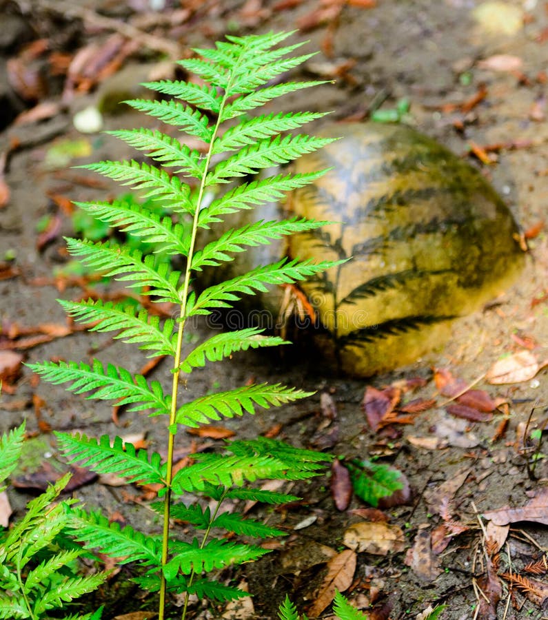 Fern stock photo. Image of branch, ferns, river, dirt - 122855892