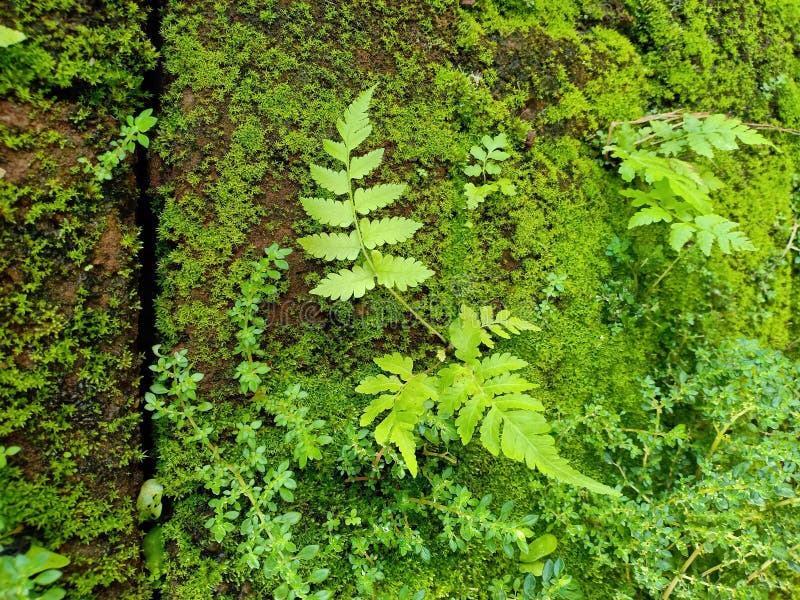A Fern Sapling Grows on an Old Red Brick Surrounded by Moss . Stock ...