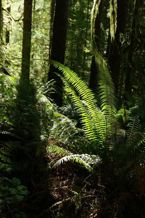 A fern in shade and light. stock photo. Image of beauty - 66369396
