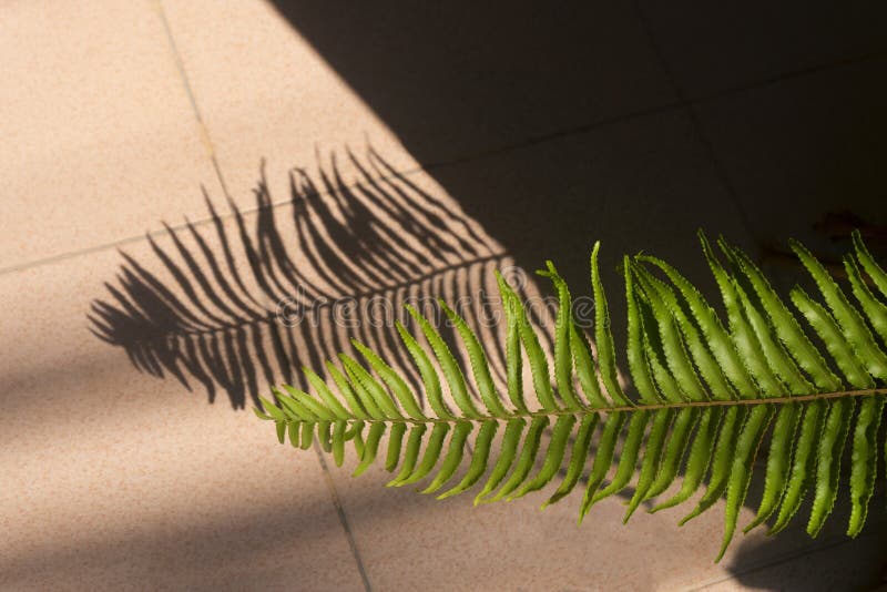 Fern and Shadow on the Ground Stock Photo - Image of leaves, grass ...
