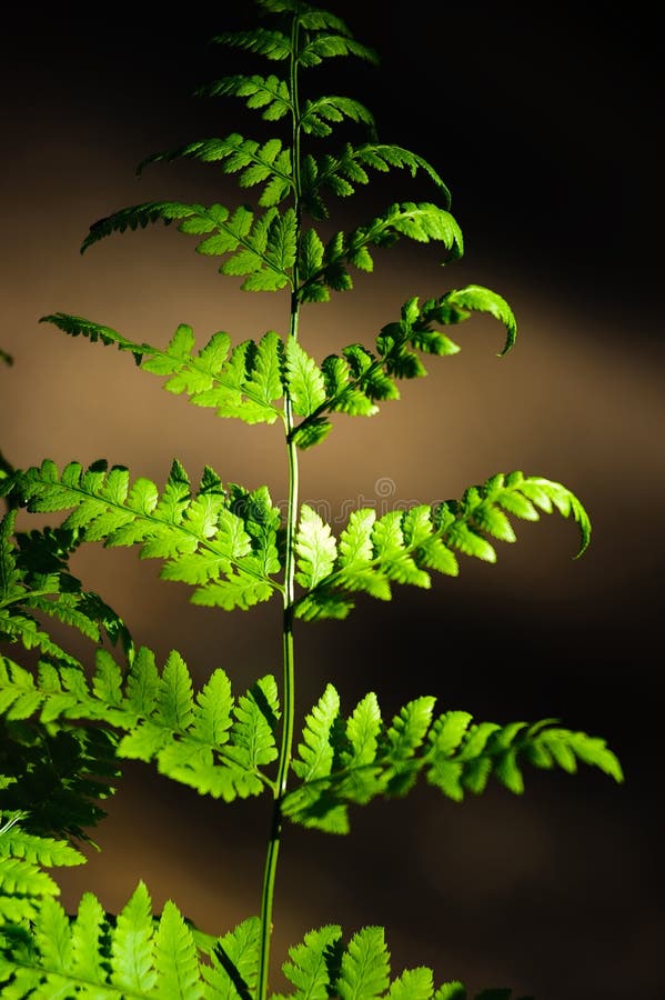 Fern sheet stock photo. Image of foliage, bush, environment - 14617342