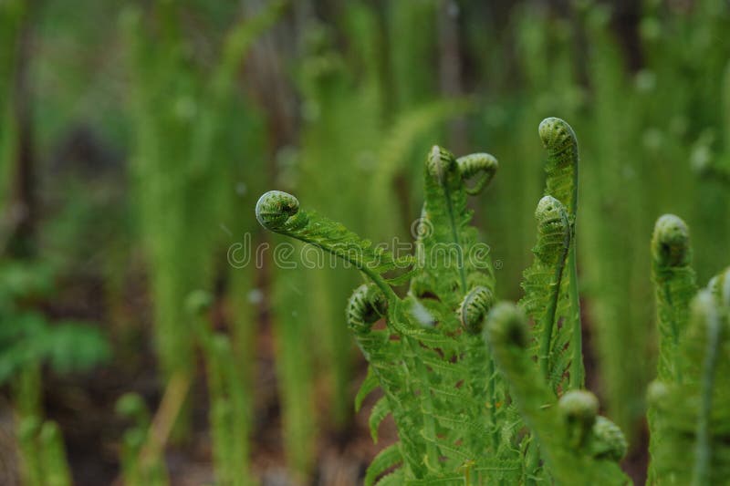 Fern shoots stock image. Image of foliage, beautiful - 118168069