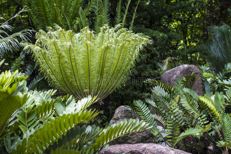 Fern in Singapore Botanical Garden Stock Image - Image of nature ...