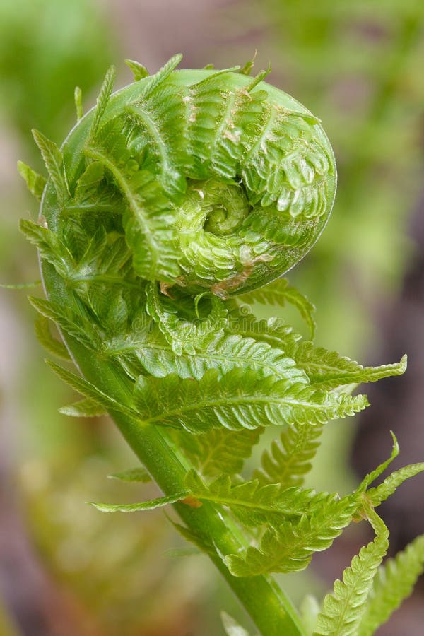 Fern Spiral Picture. Image: 4781412