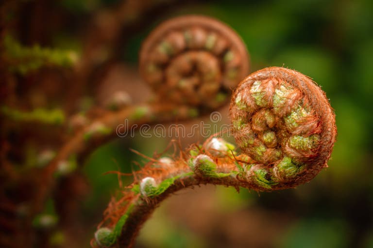 3,885 Fern Spiral Stock Photos - Free & Royalty-Free Stock Photos from ...