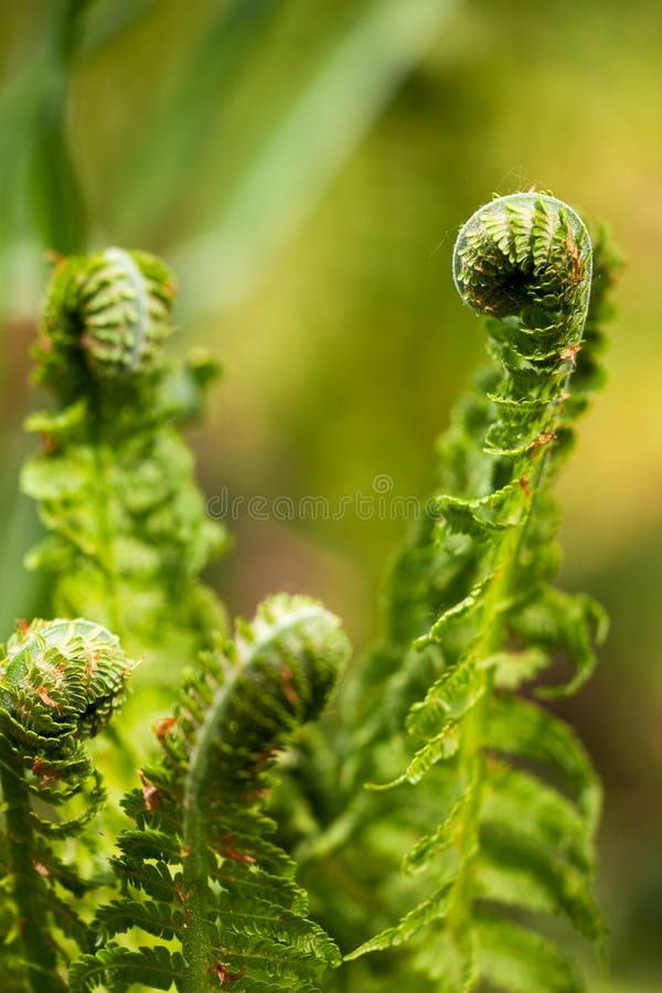 Fern stock photo. Image of vitality, growing, botany - 316540350