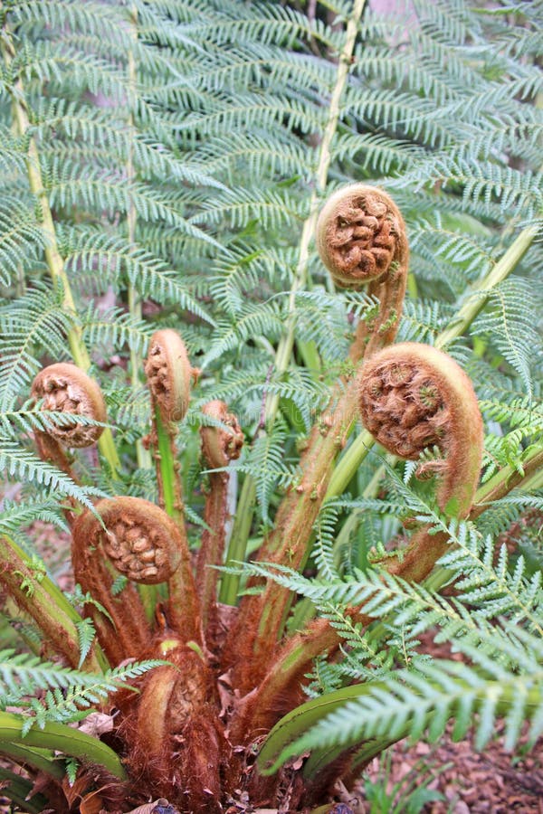 Fern Spirals in Spring in Close Up Stock Photo - Image of fern, macro ...