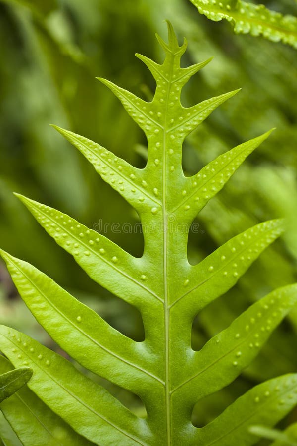 Fern and Spore stock image. Image of fall, forest, closeup - 25233557