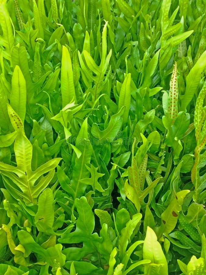 Fern and spore stock photo. Image of bracken, macro, abstract - 77210002