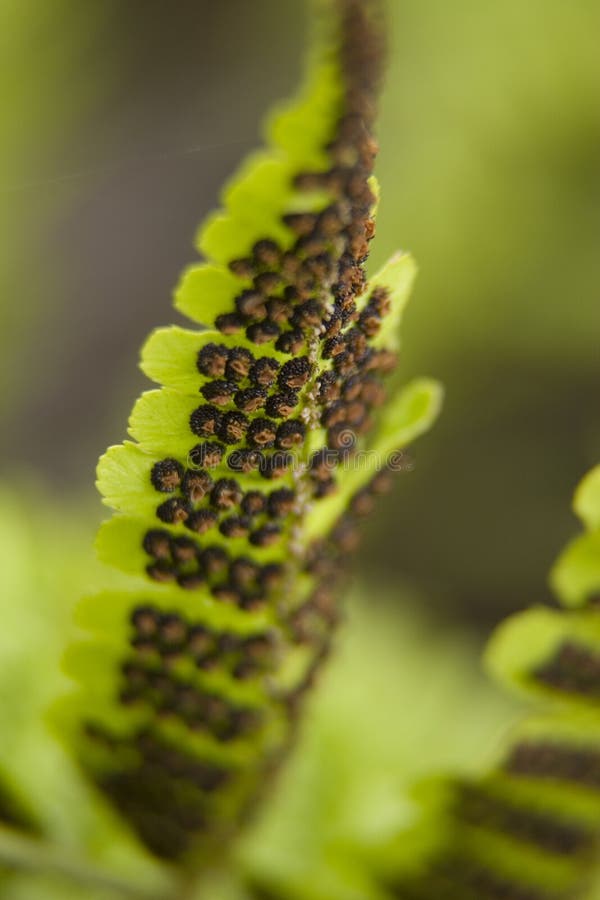 Fern spores stock image. Image of seed, garden, plant - 4647905