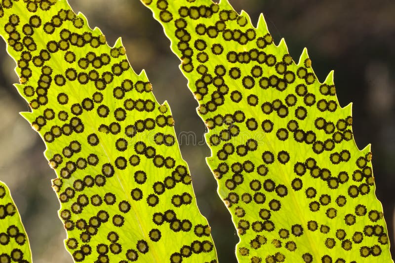 Fern spores on leaf. stock photo. Image of sporangium - 86007962