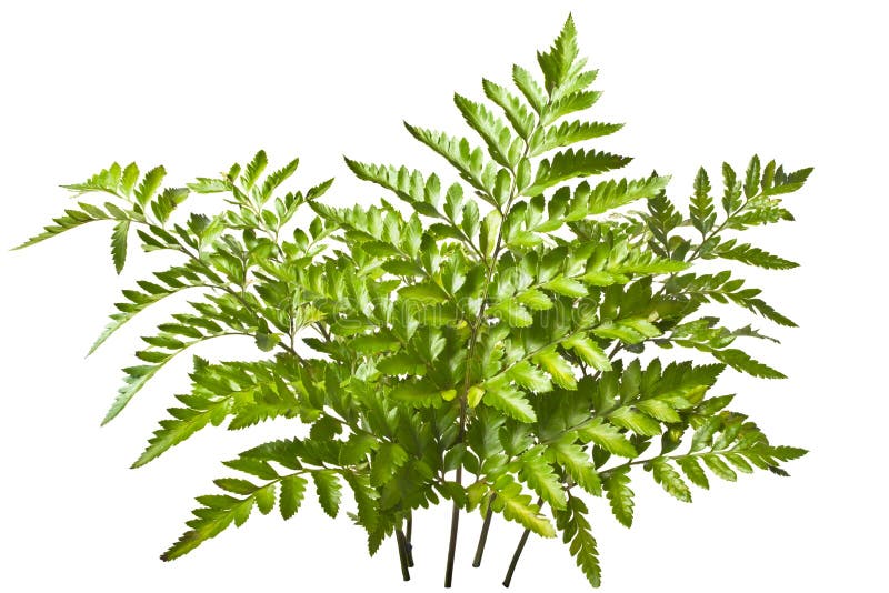 Fern real bush isolated stock image. Image of yellow - 26384209