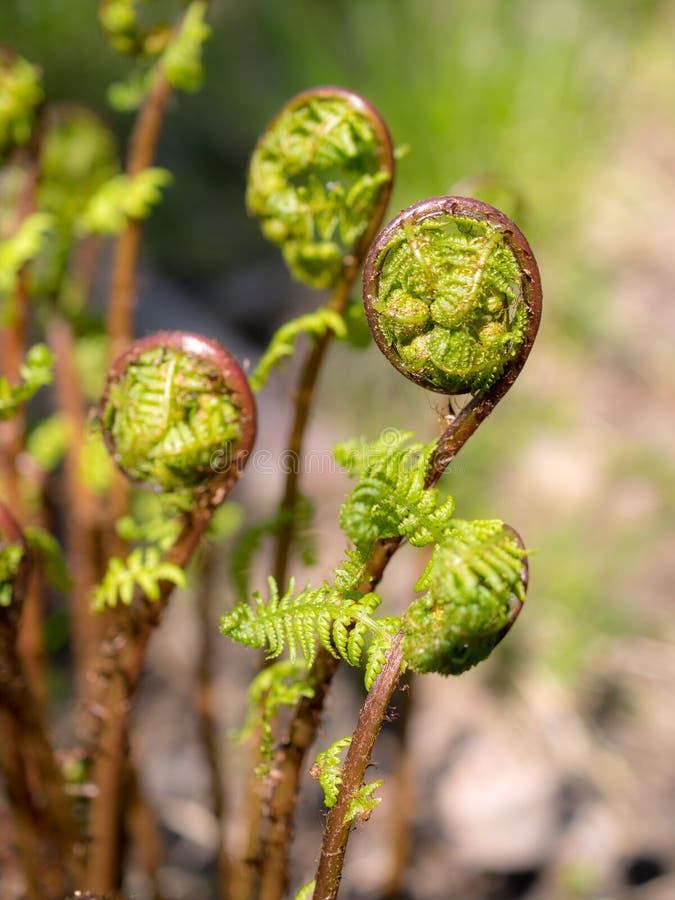 Fern in Spring sunlight stock image. Image of fresh, plant - 98677503