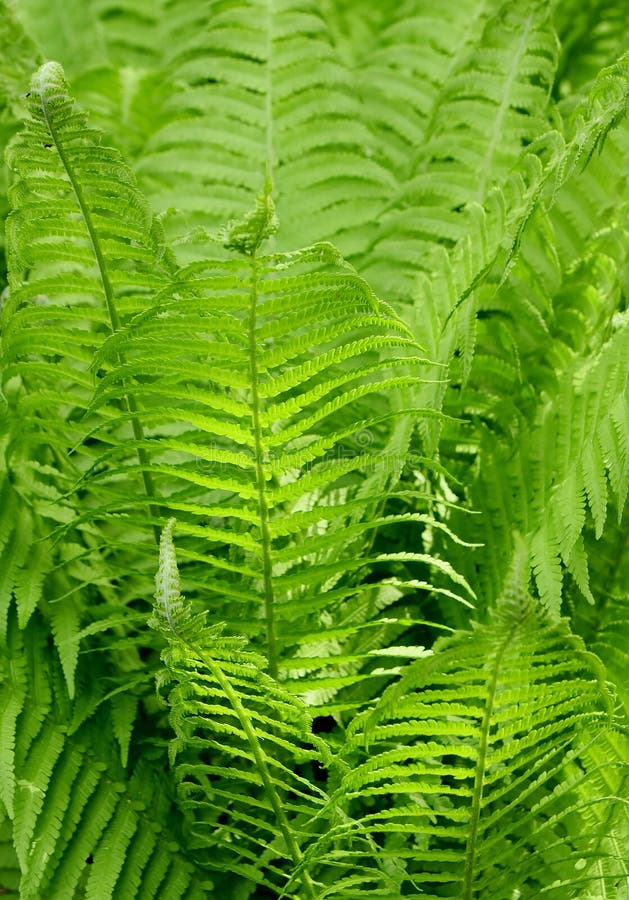 Fern in Spring sunlight stock image. Image of fresh, plant - 98677503