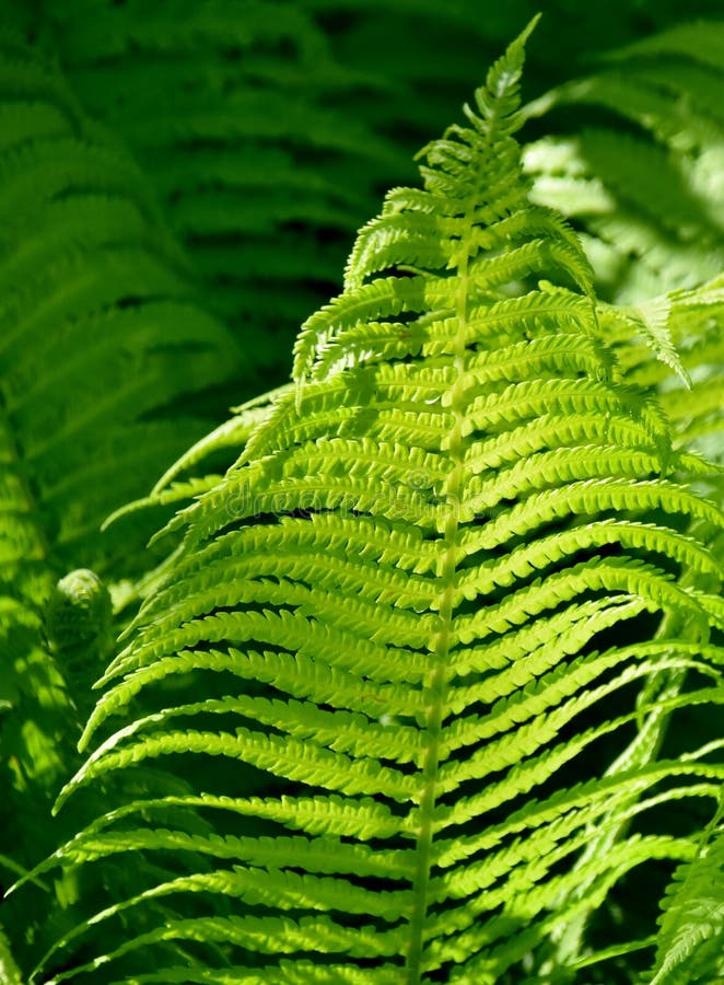 Fern in Spring sunlight stock photo. Image of fresh, nature - 97103944