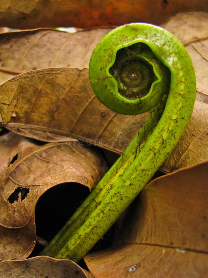 Fern Sprout Plant stock photo. Image of background, lush - 227706908