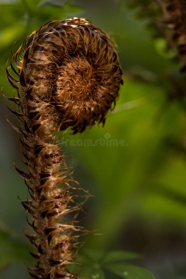 Fern sprout stock image. Image of nature, brown, beauty - 71105291