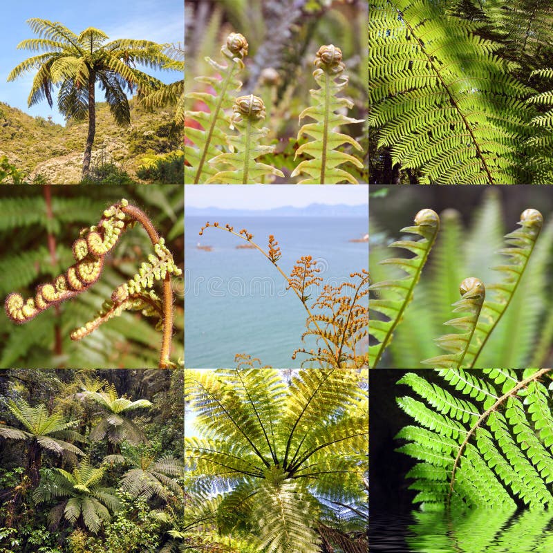 Fern square collage stock image. Image of leaf, flora - 52686573