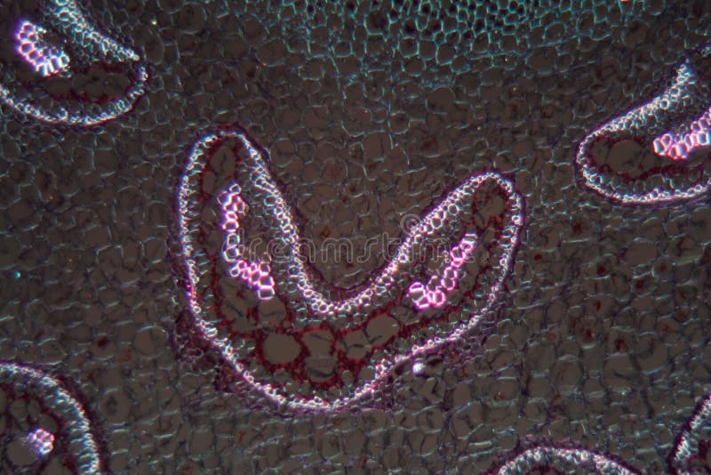 Fern Stem Under the Microscope and in Polarized Light. Stock Image ...