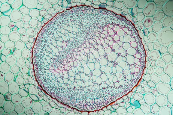 Fern Stems in Cross Section Stock Photo - Image of botany, 100x: 195457674