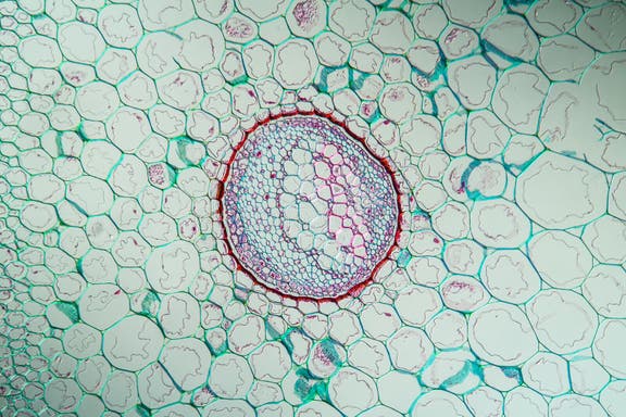 Fern Stems in Cross Section Stock Photo - Image of spore, bracken ...
