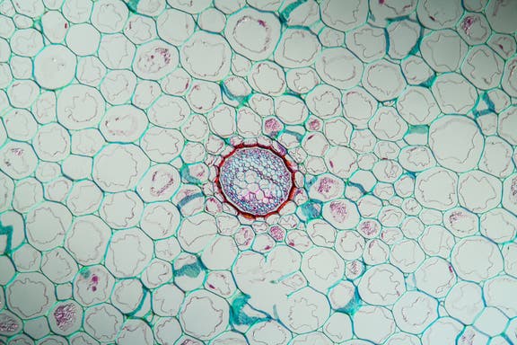 Fern Stems in Cross Section Stock Photo - Image of spores, forest ...