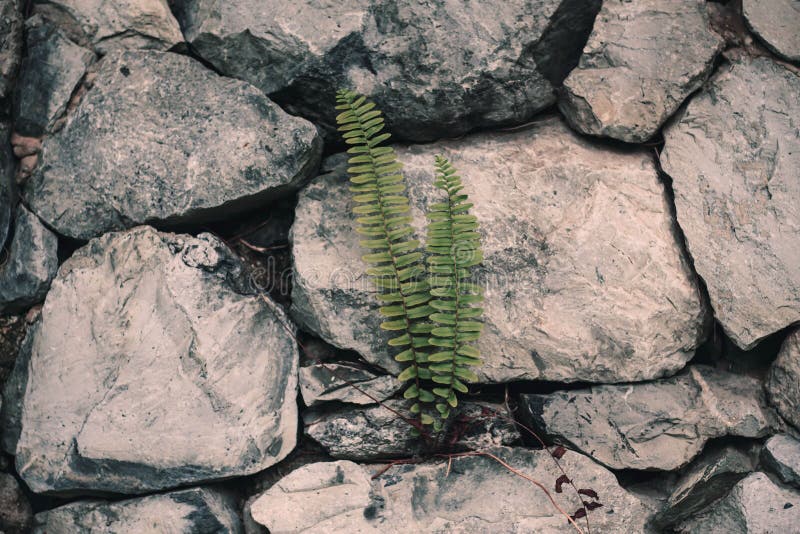 Fern on a stone. stock image. Image of fence, aged, metal - 108215309