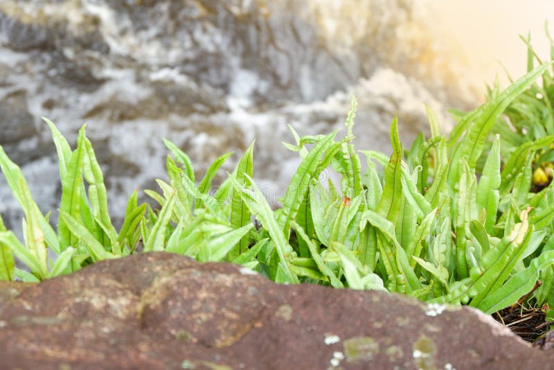 Fern on stone stock image. Image of lighting, stones - 98766453