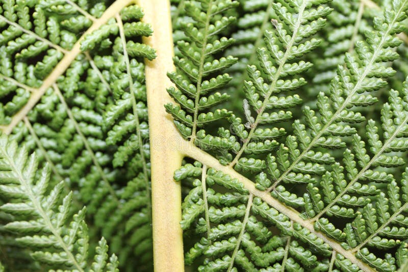 Fern Structure 1 Picture. Image: 19611499