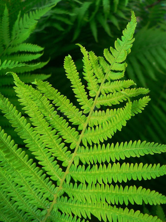 Fern stock image. Image of leaf, summer, fern, forest - 93994263