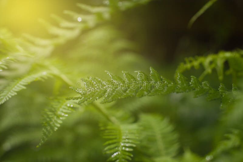 Fern In The Sun, Greenery Background In Sunlight. Picture Image: 120410071