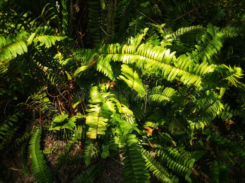 Fren from natural stock photo. Image of sunlight, fren - 137207060