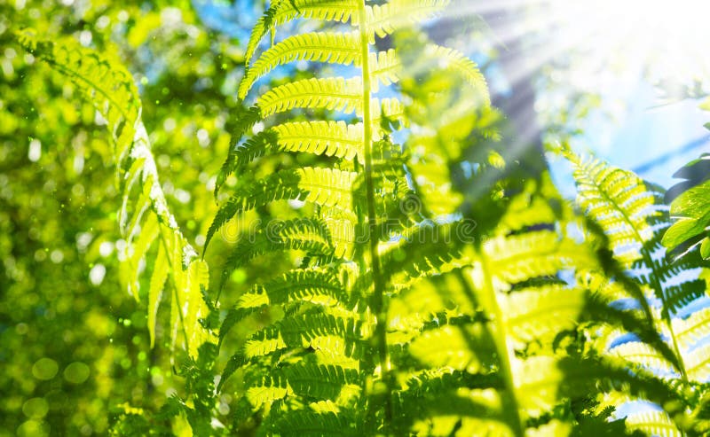 Fern in the sunshine stock photo. Image of forest, rays - 115838548
