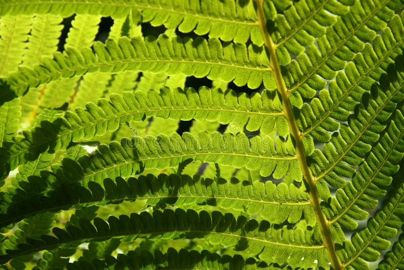 Fern texture stock image. Image of spore, nature, bracken - 10028035