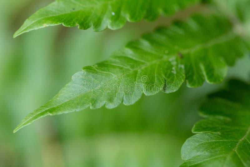 Fern texture stock image. Image of light, texture, flora - 52996067