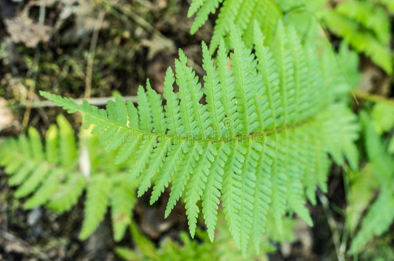 Fern Texture. Macro Photo of Fern Leaf Stock Image - Image of closeup ...
