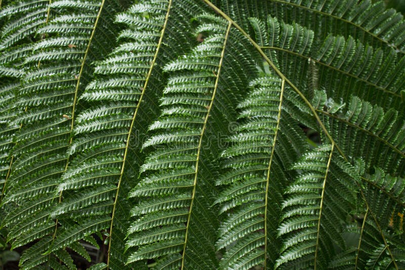 Fern Texture Pattern stock photo. Image of fronds, growth - 109514716