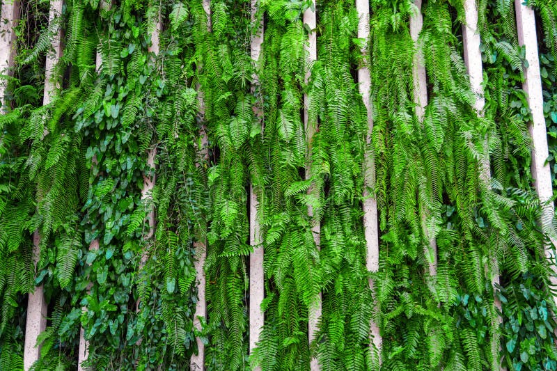 Fern Texture Wall Jungle Planted Plants in an Urban Environment Stock ...