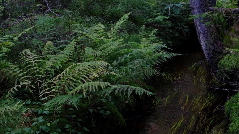 Fern Thickets on the Bank of a Forest Stream with Algae Stock Video ...