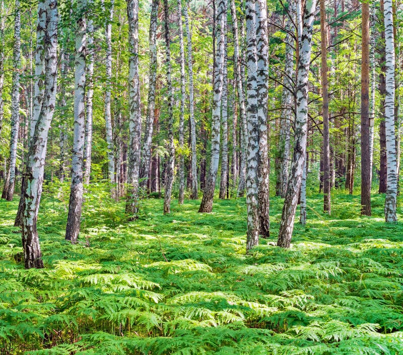 Fern Thickets in Birch Forest. Summer Landscape. Stock Image - Image of ...