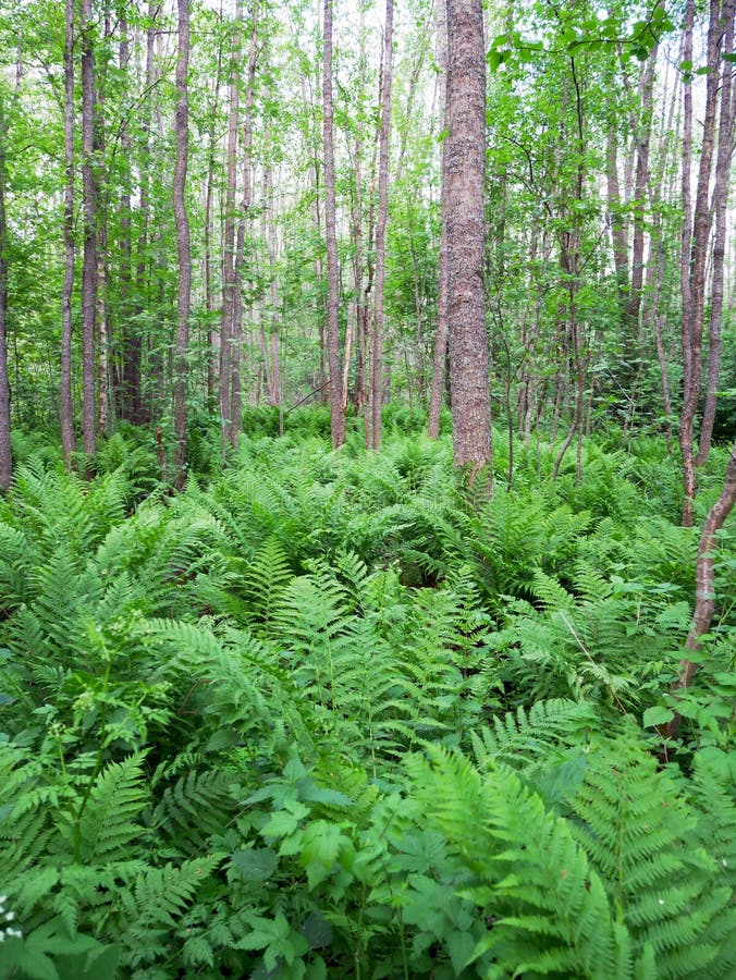Fern Thickets in Deciduous Forest. Stock Image - Image of trees, forest ...