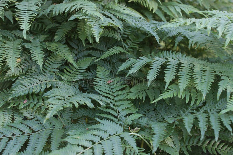 Fern Thickets. Forest Background. Summer Greenery Stock Photo - Image ...