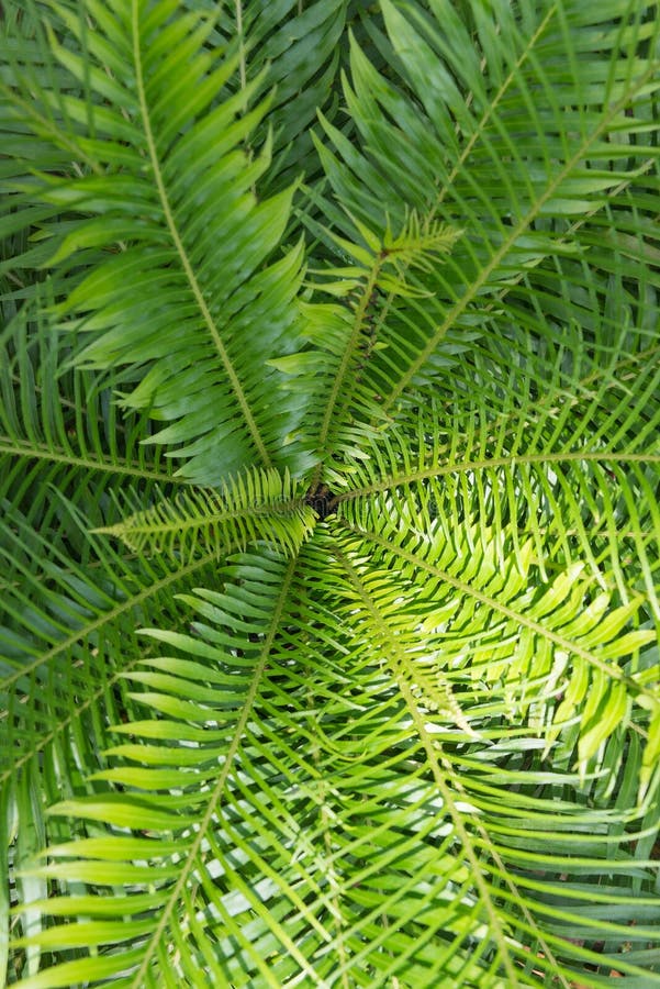 Fern stock photo. Image of beautiful, branch, garden - 66245202