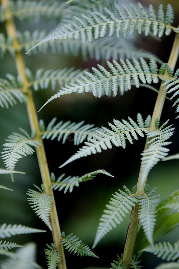 Fern Tree stock photo. Image of leaf, plant, fern, ferns - 3614424
