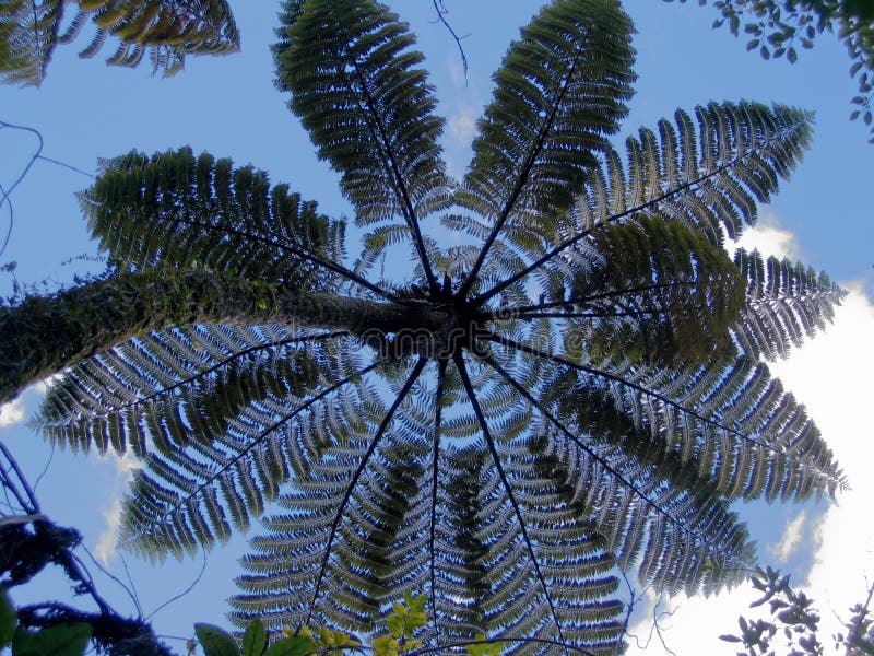 Fern tree stock photo. Image of religious, leaf, relax - 4831314