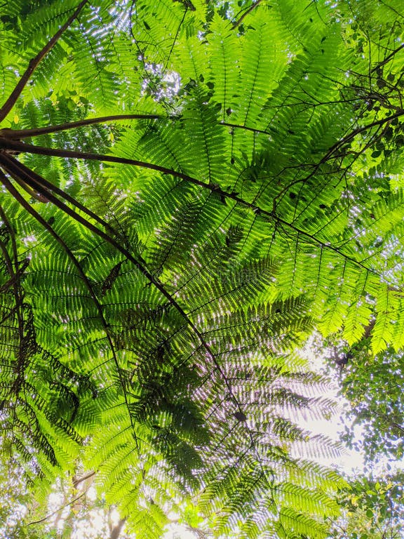 Fern Tree Branches in a Forest Stock Photo - Image of giant, foliage ...