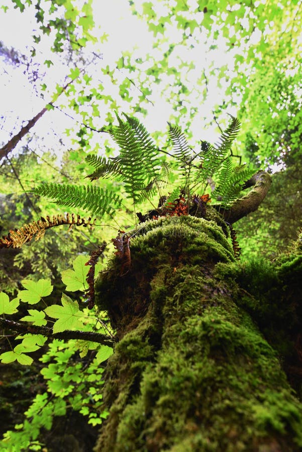 Fern on a tree stock image. Image of forest, green, plants - 124881727