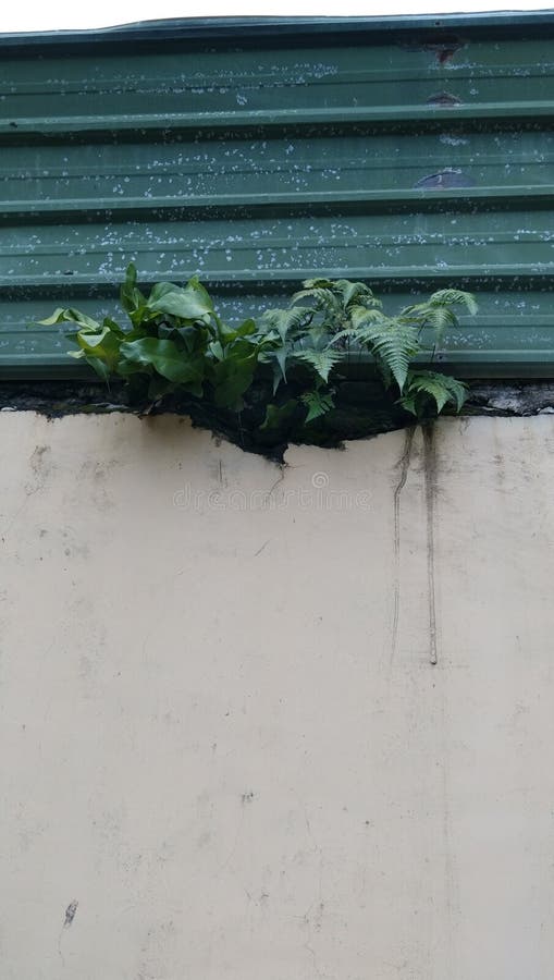 A Fern Tree Grew Over the Wall of the Fence Stock Photo - Image of ...
