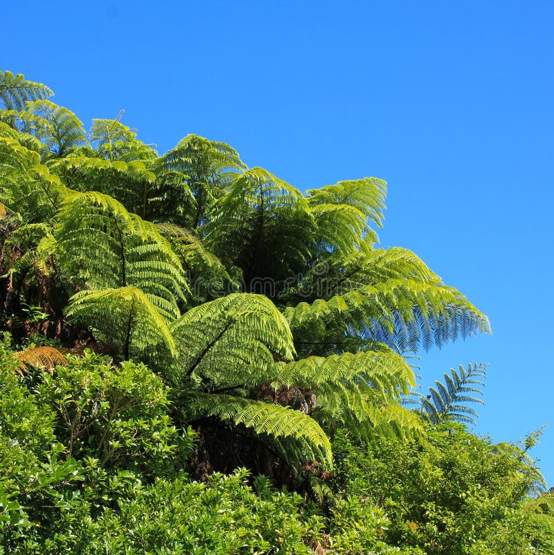 Fern Tree Growing in New Zealand Stock Image - Image of tropical ...