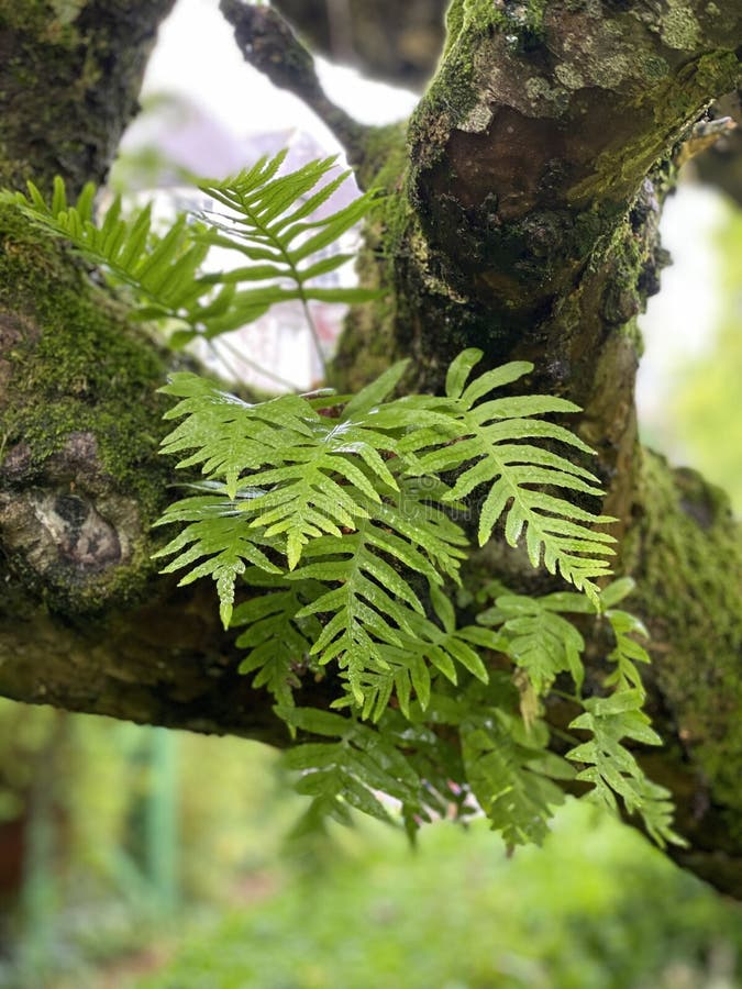 Fern on a Tree in Irish Garden Stock Image - Image of plant, rain ...